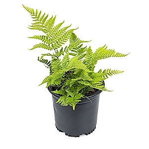 Autumn Fern Plants Live Outdoor Plants, Fern Plant Live Plants Outdoor Live Fern Potting Soil, Landscape Edging Perennial Plants for Shade, Outdoor Plants Live Ferns for Outdoors by Plants for Pets