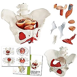 Benilev Female Pelvis Model with Pelvic Floor Muscles Perineal Model Female Anatomy Model 1:1 Life Size Human Skeleton Medical Science Educational Equipment Anatomy Medicine