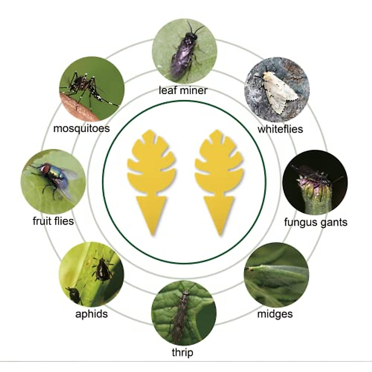 30 Pcs Yellow Sticky Trap for Indoor Gnats Dual Sided by Grow Margo - Fruit Fly Traps for Indoors - Plant Sticky Traps for Gnats - Plant Gnat Stix - Plant Fly Sticky Trap Sticks