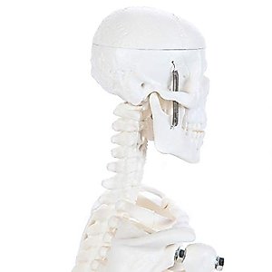 Anatomy Lab Human Skeleton Model, 19" Desktop Skeleton Has Movable Arms and Legs, Details Basic Human Skeletal System with Display Stand
