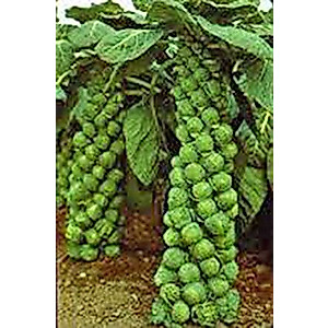 Brussel Sprouts Seed, Churchill, Heirloom, Non GMO, 25+ Seeds, Early Sprouting, COUNTRY CREEK ACRES