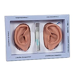 3B Scientific N15 Silicone 2 Acupuncture Ears Model, 3.7" x 2.4" x 1.6"