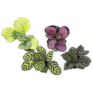 Calathea Prayer Plants Live House Plants Kit (4 PK), Calathea Plant Live Indoor Plants Live Houseplants, Live House Plants Indoors Live Plants Indoor, Live Indoor House Plants Live by Plants for Pets