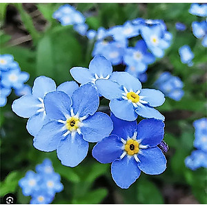 Forget Me Not Seeds - 5000 Seeds for Ground Cover for Tulips and Other Bulbs