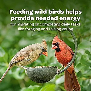 Kaytee Wild Bird Nut & Fruit Seed Treat Bell