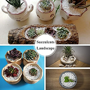 JZMYXA Aquarium Decorative Sands White Gravel Pebbles Fit for Aquariums Succulent Plants Terrarium Landscape, 2 Pounds