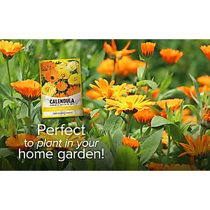 Calendula Seeds for Planting (Pacific Beauty Mix) - Annual Flower Seeds Great for Cut Flower Gardens, Herbal Tea and for Medicinal Purposes, Open Pollinated Flower Seed by Gardeners Basics