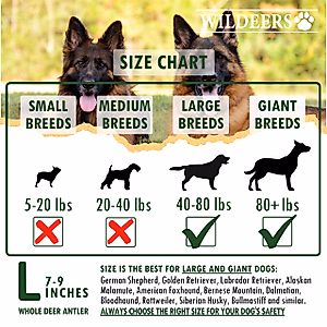 Wildeers Large Deer Antlers for Dogs - Premium Dog Antler Chews - Made in USA, Naturally Shed, Healthy Treat - Grade A, 7-9 in, 3 Pieces, Long Lasting Antler Chew Bones for Aggressive Chewers