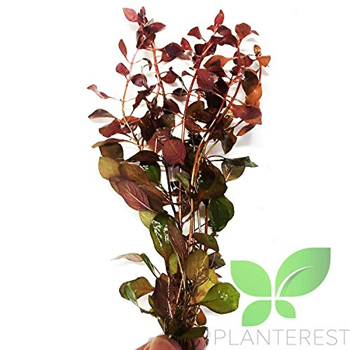Planterest - Ludwigia Repens Rubin Super Red Ruby Bundle Live Aquarium Plant Stems Decorations BUY2GET1FREE