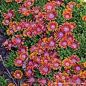 Perennial Farm Marketplace Delosperma 'Fire Spinner' (Ice Plant) Groundcover, 1 Quart, Bright Orange Petals with Purplish-Pink Centers