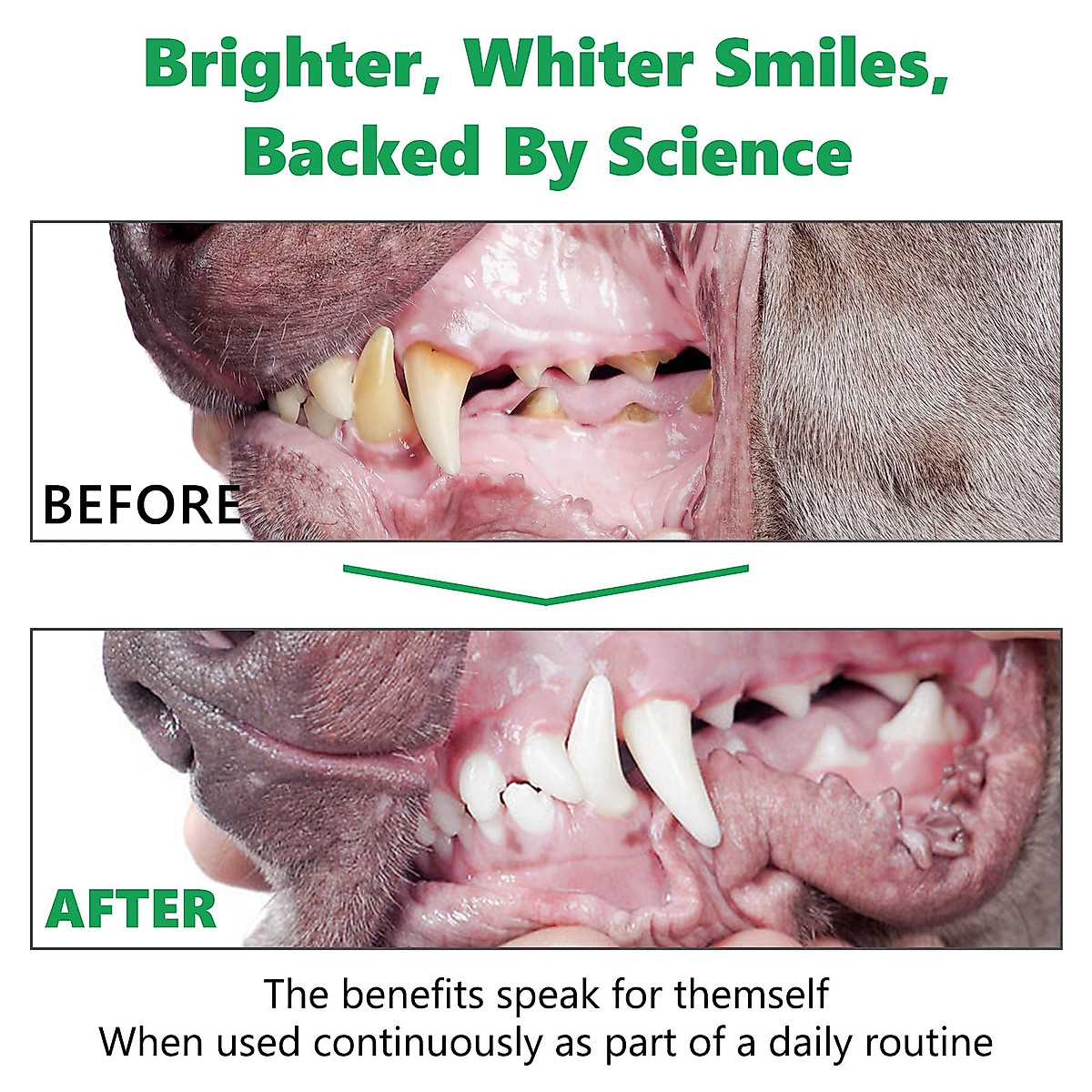 Generic Plaque Removal Natural Dental Powder, Dog Breath Freshener Powder with Probiotics for Tartar & Bad Breath, Teeth Cleaning Made Easy-Formulated for Small, Medium, Large Dogs, green