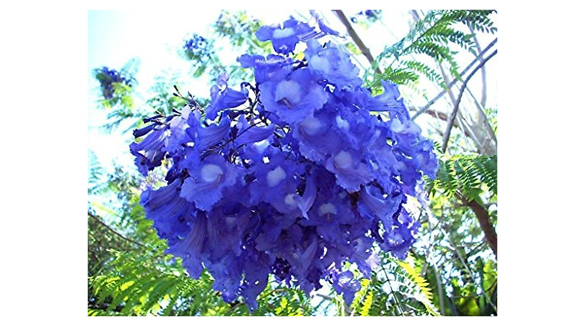 JACARANDA CUSPIDIFOLIA, BLUE rare flowering trumpet tree flamboyan seed ...
