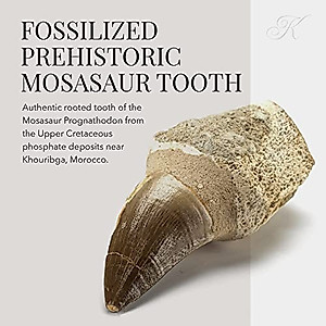 KALIFANO Authentic Fossilized Prehistoric Mosasaur Tooth from Morocco - Mosasaurus Teeth for Fossil Collections and Education Purposes (Information Card Included)