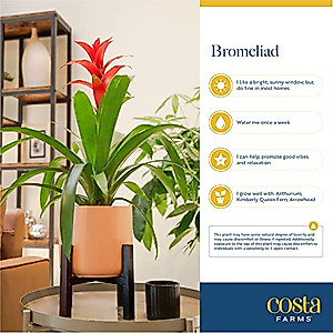 Costa Farms Bromeliad Live Plant, Live Indoor Flowering Plant, Houseplant Potted in Nursery Grower Pot Planter with Potting Soil Mix, Tabletop Room Decor, Grower's Choice, 12-Inches Tall