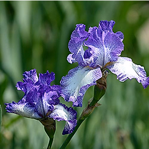 20+ Wild Purple Iris Flower Seeds Perennial Fragrant Plant Bonsai Home Garden