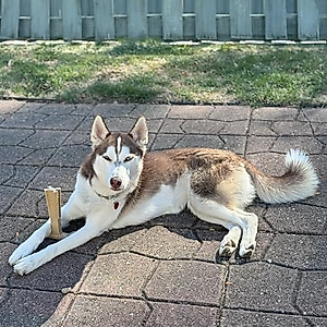 SPOT Bam-Bones Plus T Bone - Bamboo Fiber & Nylon, Durable Long Lasting Dog Chew for Aggressive Chewers – Great Toy for Adult Dogs & Teething Puppies Under 90lbs, Non-Splintering, 7in Chicken Flavor