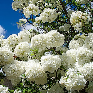 Old Fashion Snowball Viburnum Plant Live from 6 to 12 Inc Height 4 Inc Pot, Japanese Viburnum Shrub