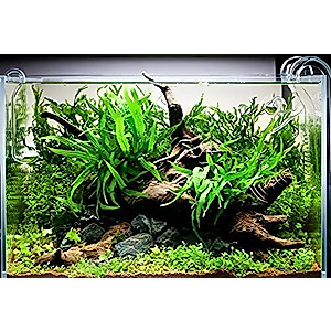 Java Fern Bare Root | Microsorum Pteropus - Low Light Freshwater Aquarium Plant