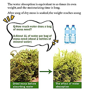 Hamiledyi Reptile Forest Moss,Premium Sphagnum Moss Reptile Terrarium Substrate Moss Bedding for Bearded Dragon Lizard Chamelon Gecko Iguana Snake Tarantula(100g/3.5 Oz)