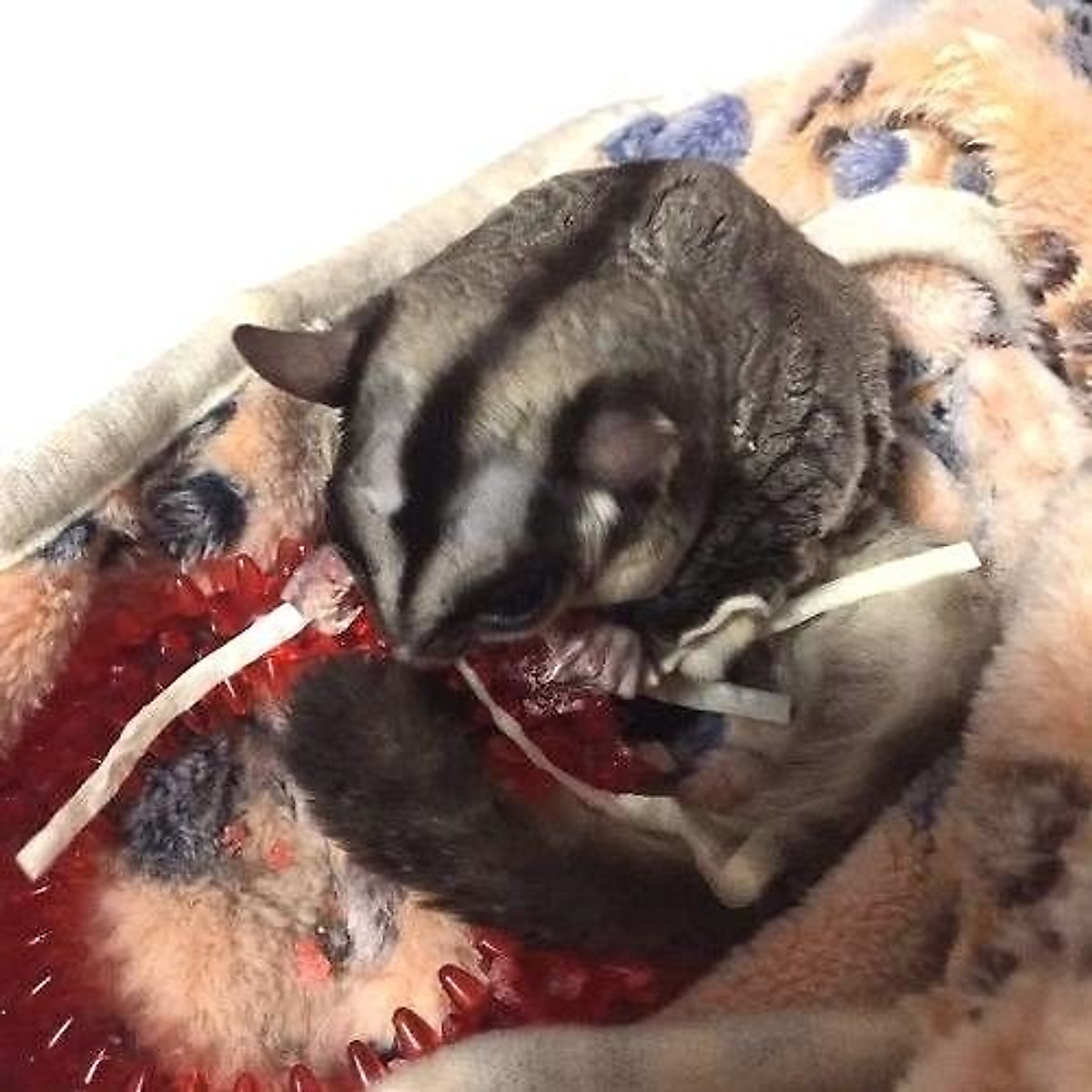 Polar Bear's Pet Shop 1 Pcs Family Pack Fish Flavor Sugar Glider Hamster Squirrel Chinchillas Small Animals Sandwich Snacks and Food (120g)