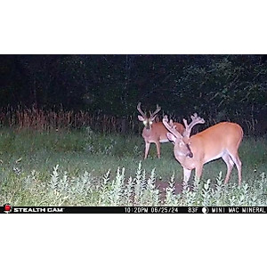 Stealth Cam Flashback 40MP 0.4 Sec Trigger Speed True Color Nighttime Photos White Xenon Flash App-Controlled Hunting Cellular Trail Camera, Available on Verizon & AT&T