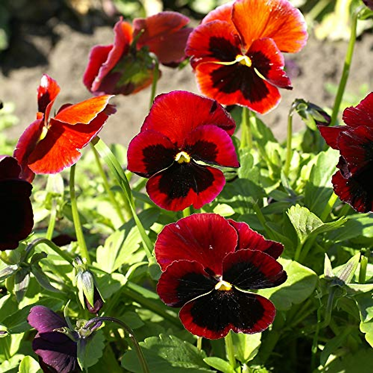 Outsidepride Pansy Alpenglow Indoor House Plant Or Outdoor Garden Flower for Beds, Borders Pots, & Containers - 1000 Seeds