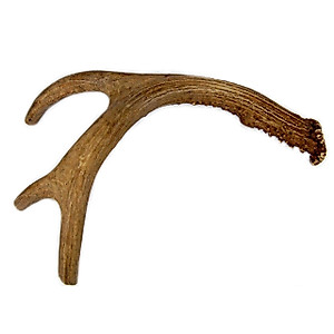 Big Dog Antler Chews - Deer Antler Dog Chew, Medium, 9 Inches to 13 Inches Long. Perfect for Your Medium to Large Size Dogs and Puppies! Grade A Premium. Happy Dog Guarantee!