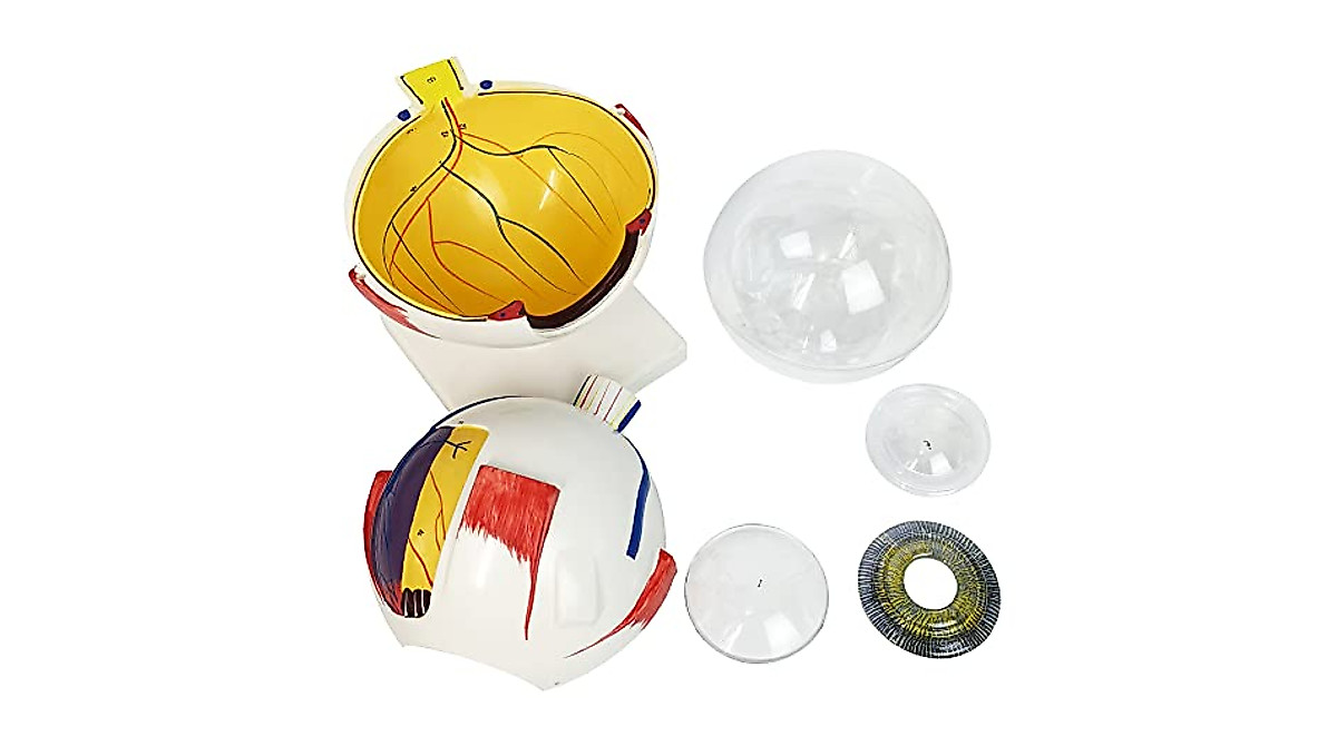 NEW HORIZON 6X Human Eye Model for Anatomy Study