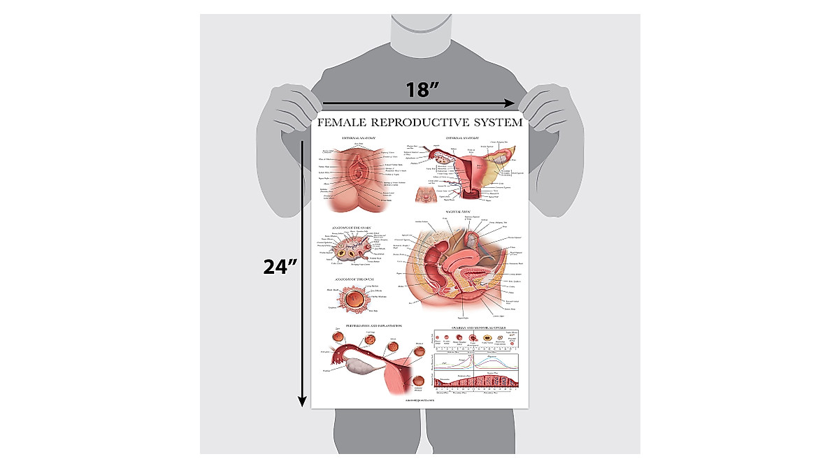 Female Reproductive System Anatomical Chart - Laminated 18x24