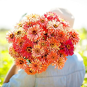 Zinnia Seeds - Cactus Pink Shades - Packet - Pink Flower Seeds, Open Pollinated Seed Attracts Bees, Attracts Butterflies, Attracts Hummingbirds, Attracts Pollinators, Easy to Grow & Maintain, Fast