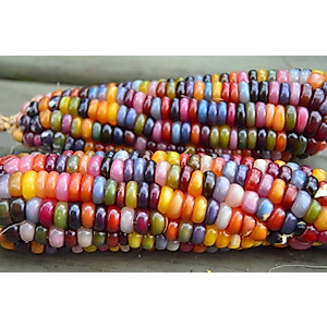 TomorrowSeeds Glass Gem Ornamental Corn Seeds - 40+ Rainbow Colors