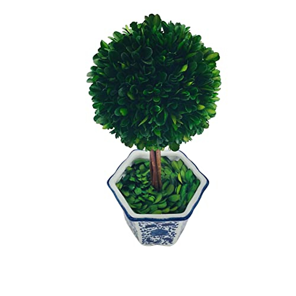 Galt International Preserved Boxwood Topiary Tree in Blue & White Ceramic Pot - Plant and Table Centerpiece - Stunning Greenery and Plant Decor for Home 5.9" Diameter Topiary 14" Tall