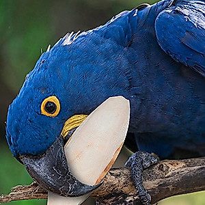 M/B Cuttlebone Toys for Birds, 10 Pcs Natural Cuddle Bone Parrot Chew Toys, Chewing Cuttlefish Bone Bird Cuttlebone, Natural Birds Chewing Cuttlefish Bone (10cm)