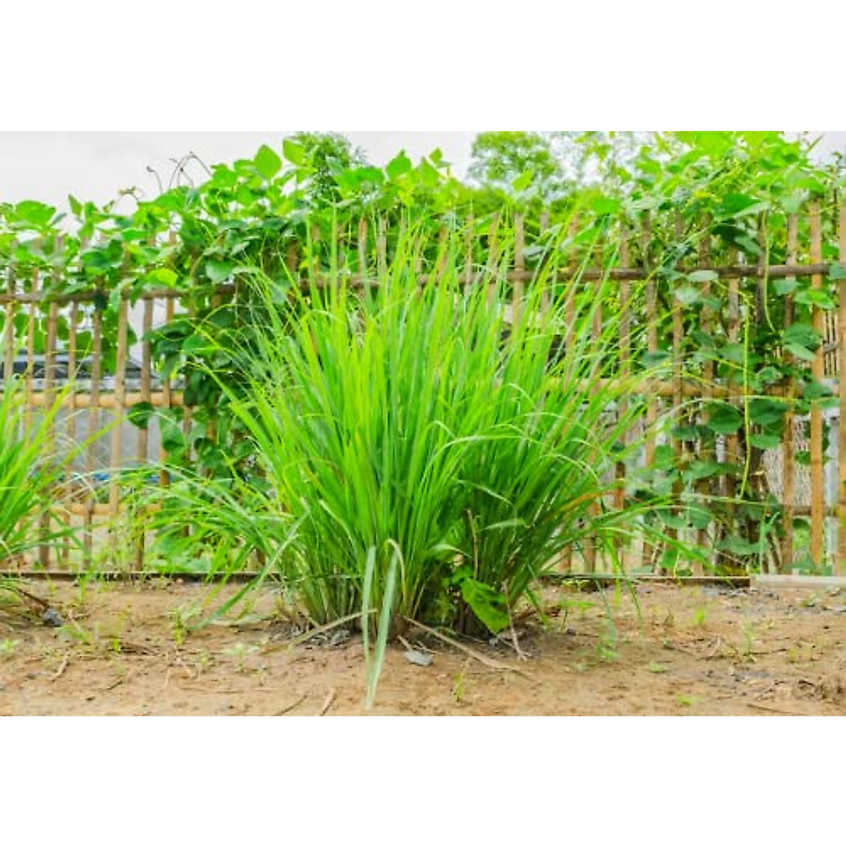 4 Lemongrass Plants Well Rooted, Live Lemongrass for Planting 5 to 7 Inch