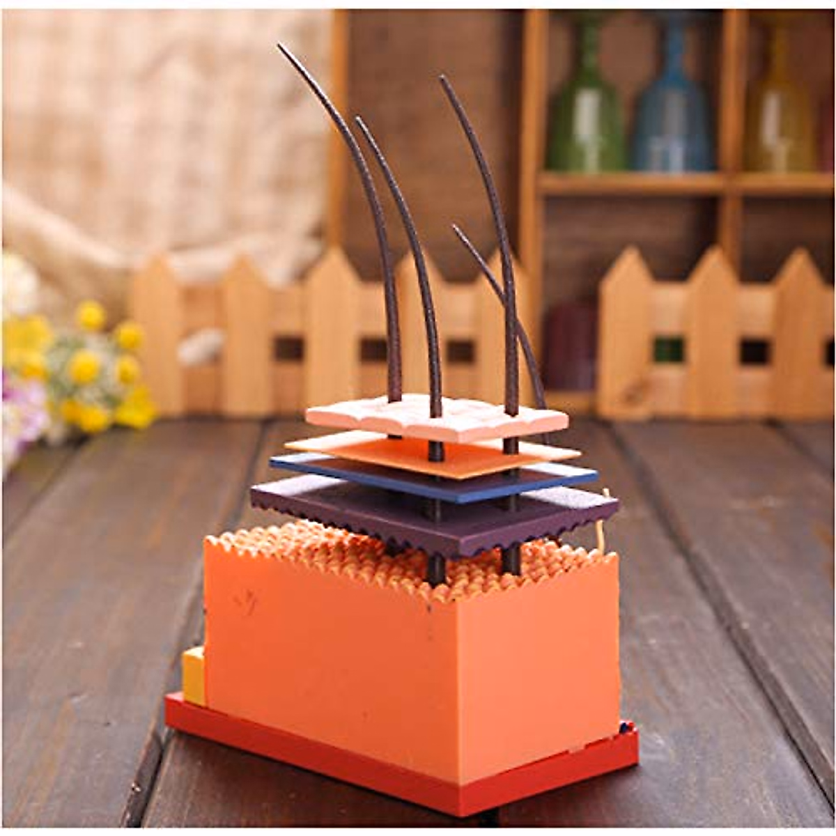 DEAVER Skin Structure Model,19 Detachable Parts Human Skin and Hair Organ Anatomy Model Medical Teaching Model,for Medical Educational Training Aid,Study Display