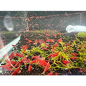 Swimming Creatures 10 Fire Red(GradeA+) Cherry Neocaridina Freshwater Aquarium Shrimp. Live Arrival Guarantee