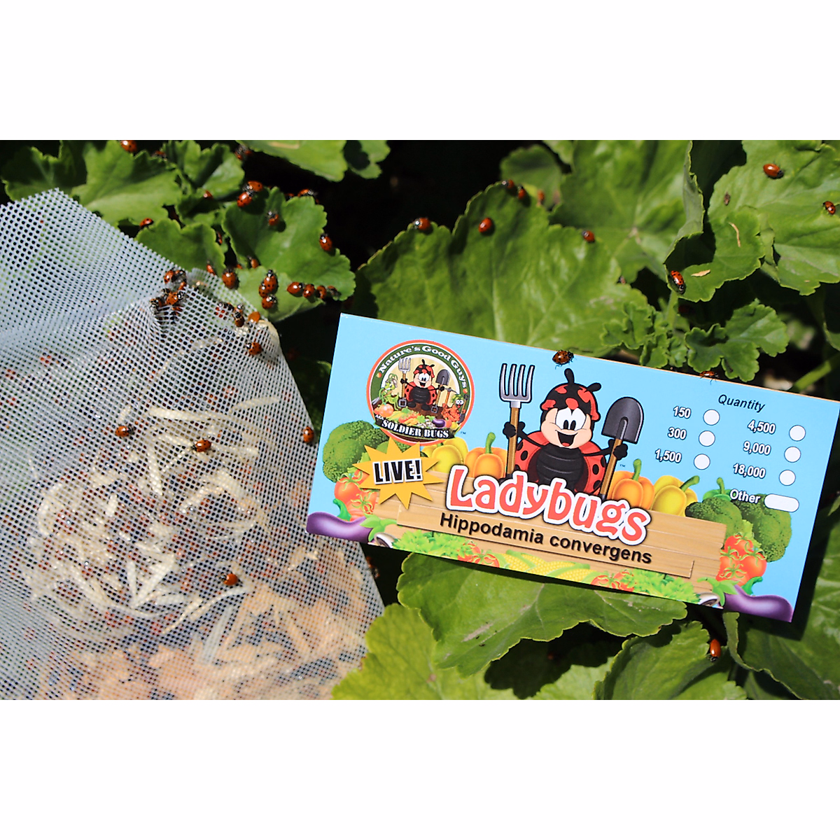 300 Live Ladybugs - Good Bugs - Ladybugs - Guaranteed Live Delivery!