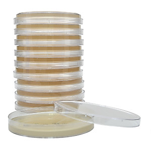 Sabdex (Sabouraud Dextrose) Agar, USP, for Cultivation of Yeast and Fungi, 15x100mm Plate, Order by The Package of 10, by Hardy Diagnostics