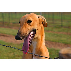 Shoot Your Dog with a Digital Camera Secrets of a Pet Photographer