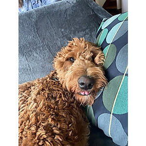 Pet Salve, Dog Paw Balm, Dry Noses Cracked Paws, Hot Spots, Itchy Ears, Lightly Scented with Lavender Essential Oil and Rosemary, Cruelty-Free, No Tea Tree Oil, Safe for Pets, Ora's Amazing Herbal 4oz