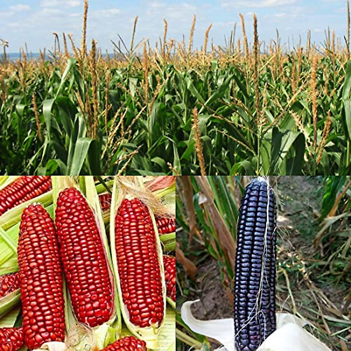 150+6Mix Corn Seeds for Planting Vegetables and Fruits,Glass Gem Corn Seeds ,Heirloom Seeds Non GMO Organic Garden Seeds