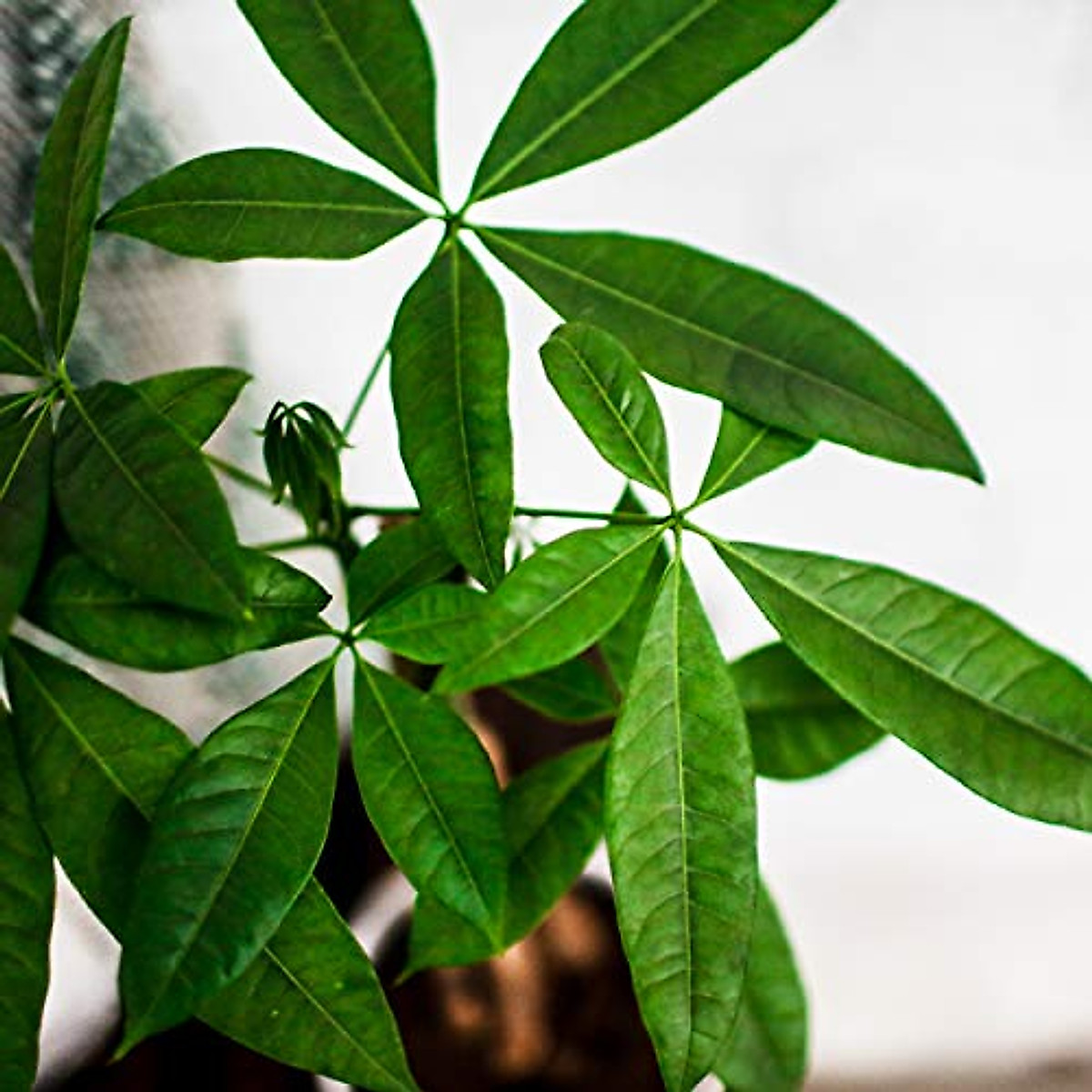 Plants & Blooms Shop PB408 Money Tree, 5", White Pot, Indoor Live Plant Decoration, Live Plant Gift