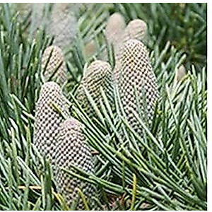 Vta LABO-H Probiotics Hair Loss Symptom Relief Shampoo Scalp Cooling 180ml / 6.1 fl oz