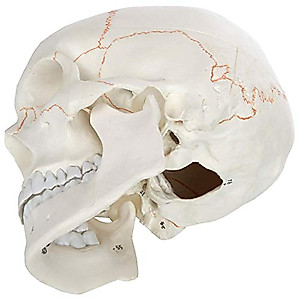 Axis Scientific Numbered Human Skull Model Bundle, 3 Part Life Size Replica, Removable Calvarium (Skull Cap), Mandible (Jaw) and 55 Numbered Features, Includes Detailed Study Guide