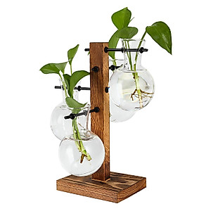 PAG Plant Terrariums Kit Desktop Hydroponics Air Planter Holder with 4 Bulb Beaker Glass Vase and Solid Wood Stand for Home Office Decoration Gift for Women