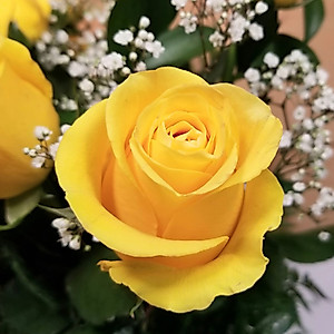 CHUXAY GARDEN 5 Yellow Rose Seed Symbol of Friendship Perennial Rosa Bush Shrub Striking Landscaping Plant Easy Cultivating