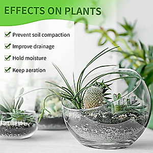 Perlite for Plants - 8QT Organic Perlite Bulk for Indoor Plants, Succulents, Vegetables, Garden, Horticultural Perlite for Soil, Potting Soil Mix, Root Cuttings, Seed Starting