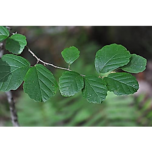 TriStar Plants - American Witch Hazel - 1 Gallon Trade Pot, 3'-4'ft Tall, Native, Hamamelis virginiana, Attracts Pollinators, Fast Growing Trees