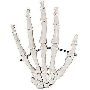 Axis Scientific Skeletal Hand | Left | Fully Articulated Flexible Hand Skeleton is Secured with Quality Wire to Demonstrate Movement | Includes Product Manual