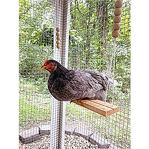 Chicken Swing Toy for Coop Handmade in USA!!! Natural Safe Wooden Accessories Large Durable Perch Ladder for Poultry Run Rooster Hens Chicks Pet Parrots Macaw Entertainment Stress Relief for Birds